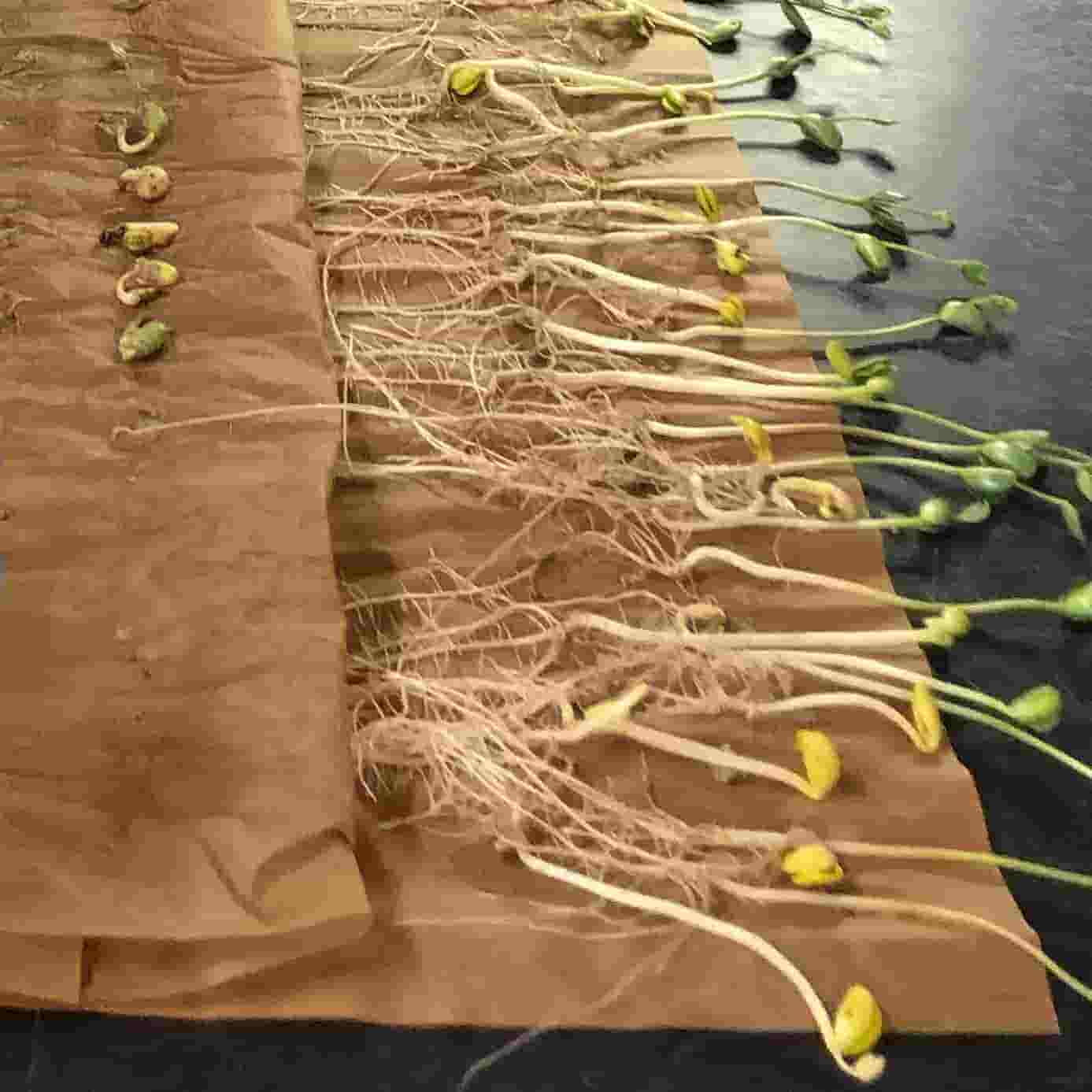 Germination Paper: A Vital Tool for Agricultural Research by AgRasayana ...