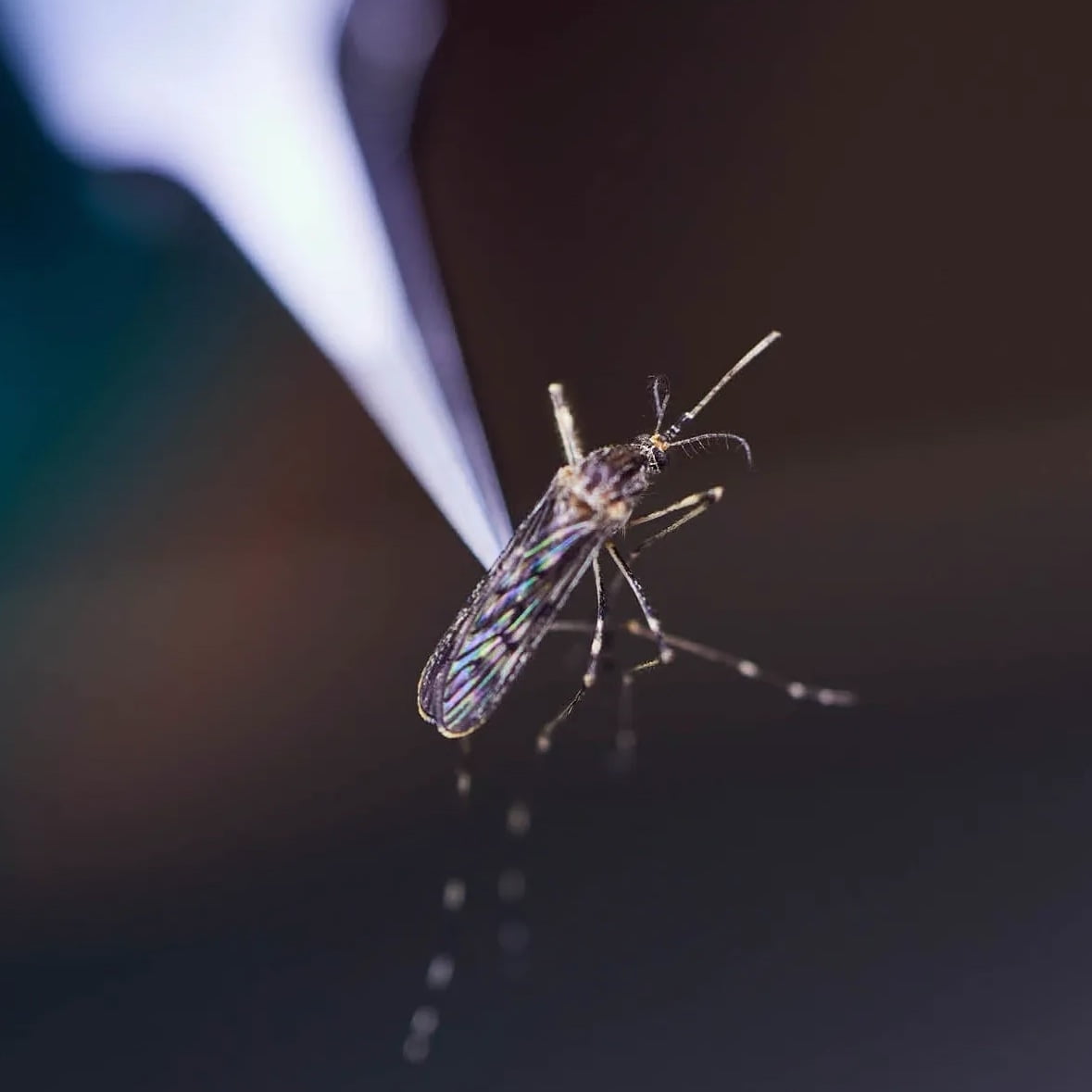 entomological forceps for handling small and large insects with ...