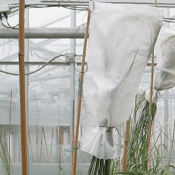 Selfing Pollination Bags Breathable Pollination Bags for Rice, Maize ...