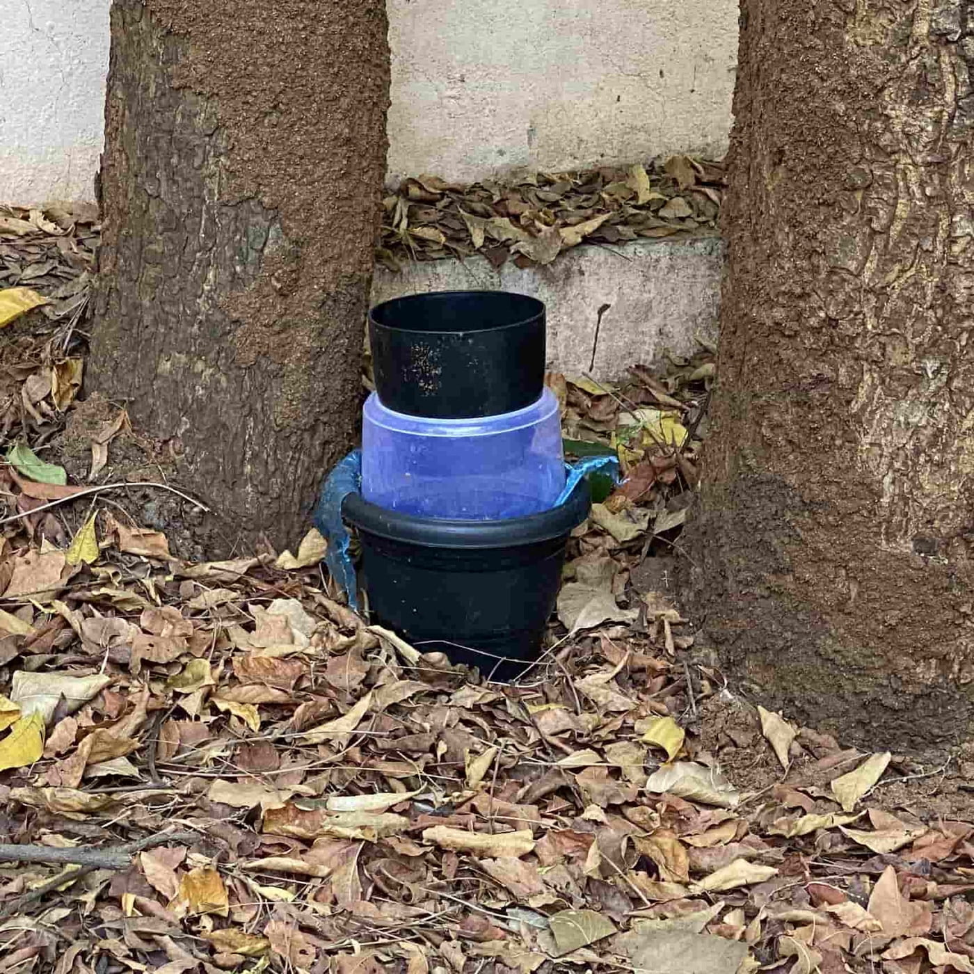 Gravid Oviposition Trap for Mosquitoes and aedes mosquito sampling