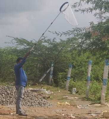 Four step insect collecting net